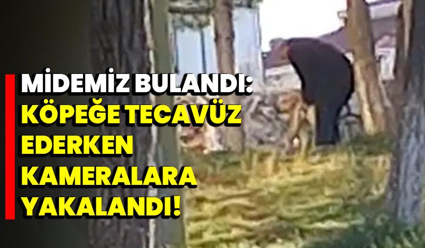 Midemiz bulandı: Köpeğe tecavüz ederken kameralara yakalandı! - Afyon ...