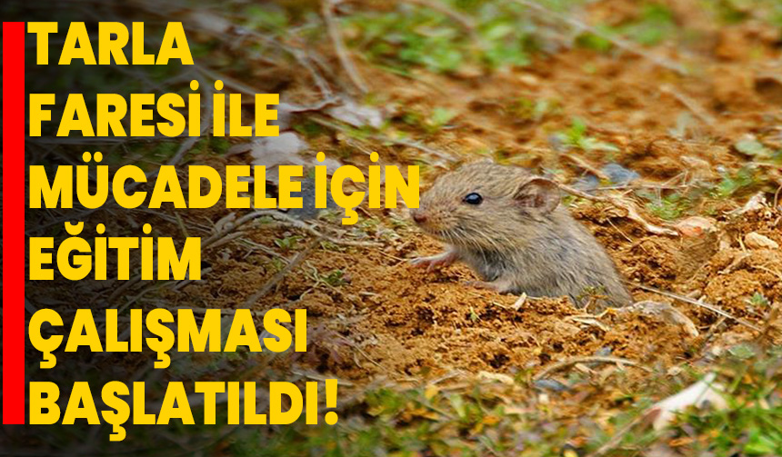 Tarla faresi ile mücadele için eğitim çalışması başlatıldı! - Afyon ...